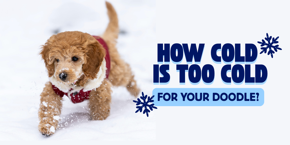 How Cold Is Too Cold for Your Doodle Dog? – Dood Woof